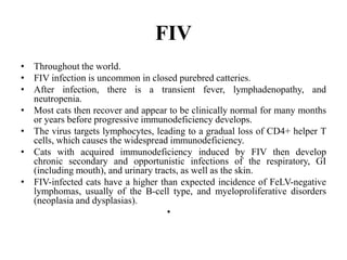 Feline Immunodeficiency .pptx | Infectious Diseases | Diseases and ...