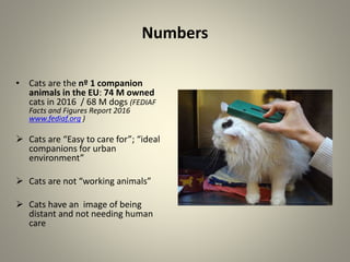 Feline overpopulation in the eu | PPTX | Cats | Pets