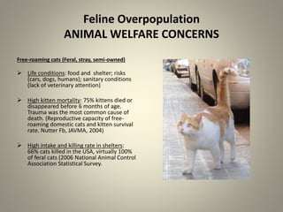 Feline overpopulation in the eu | PPTX | Cats | Pets