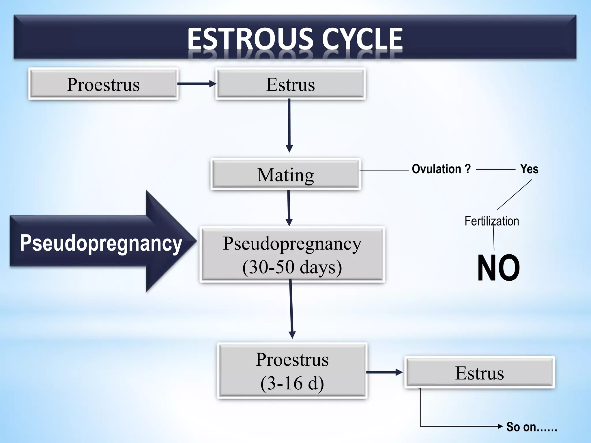 Feline reproduction and pregnancy | PPTX