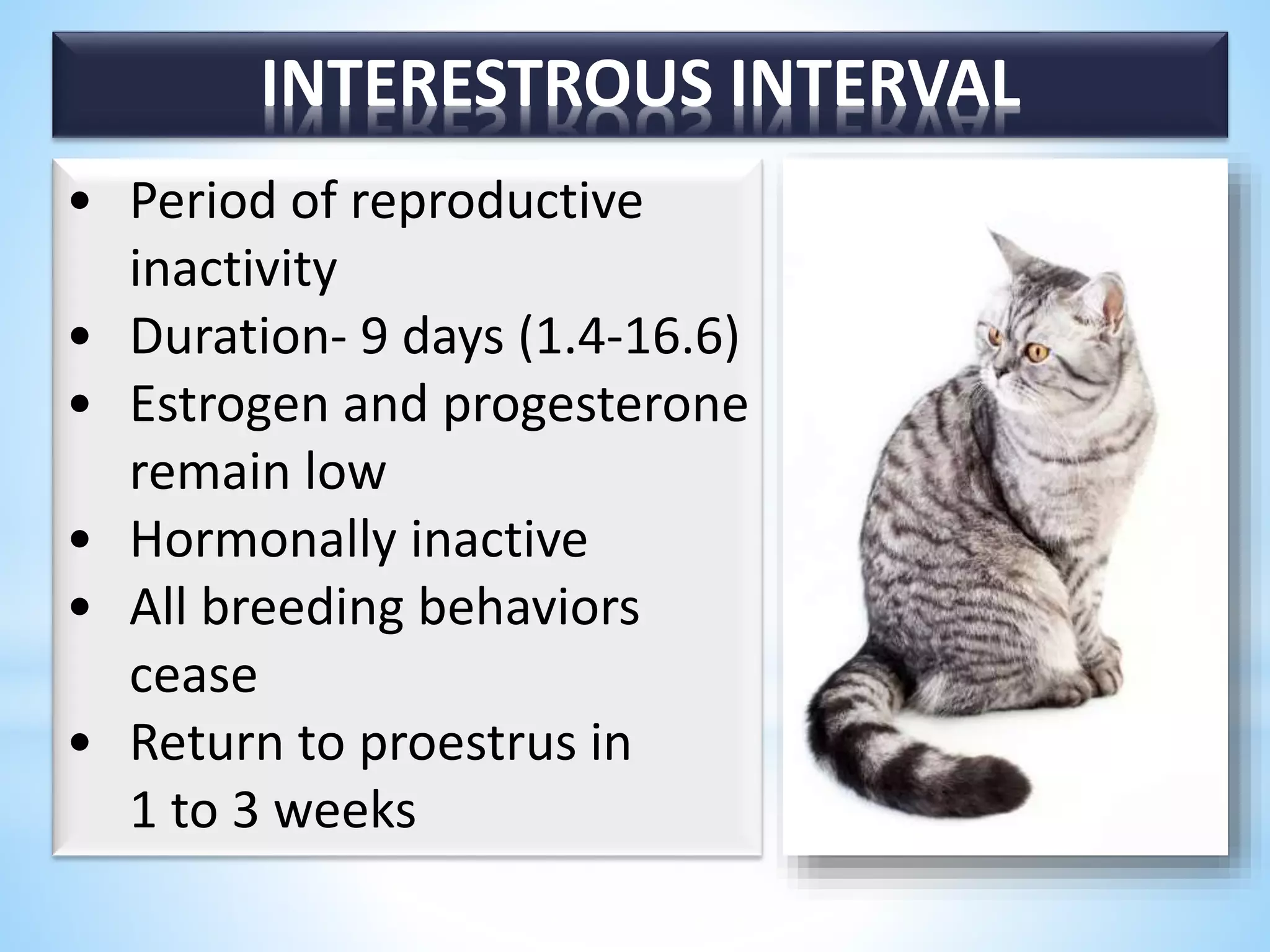 Feline reproduction and pregnancy | PPTX