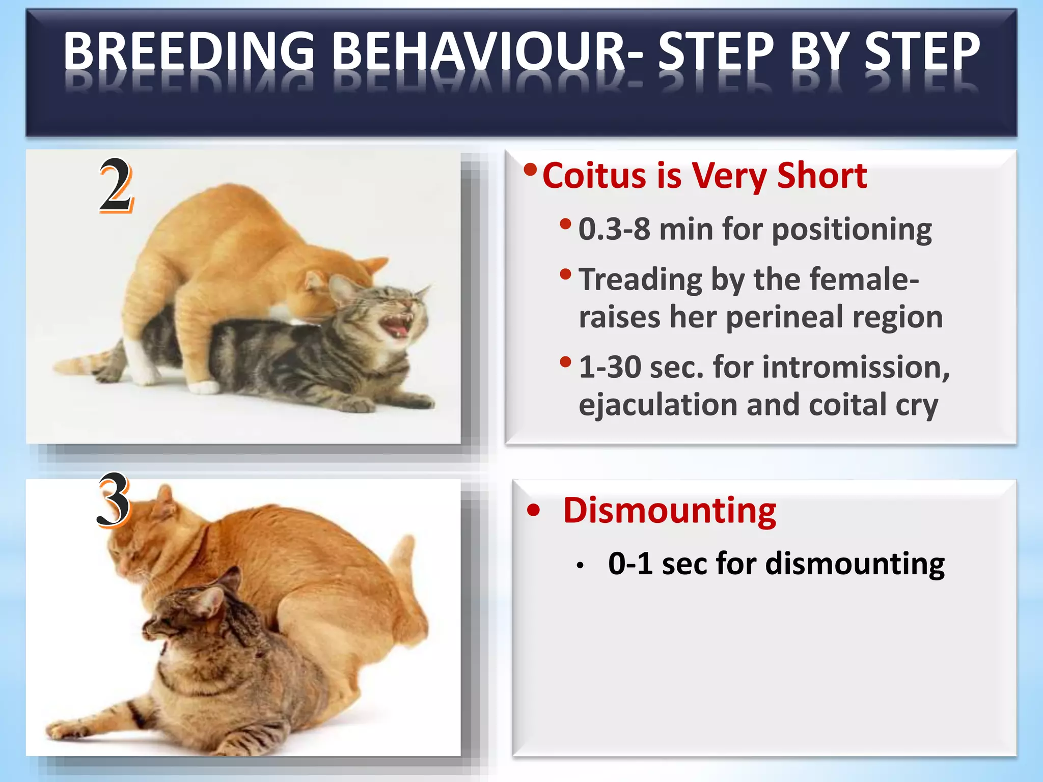 Feline reproduction and pregnancy | PPTX