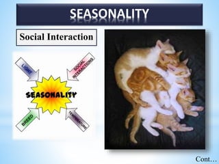 Feline reproduction and pregnancy | PPTX