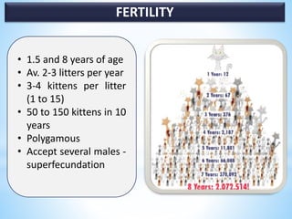 Feline reproduction and pregnancy | PPTX