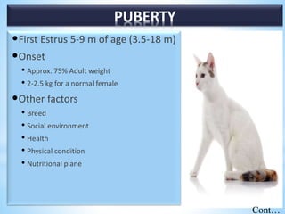 Feline reproduction and pregnancy | PPTX