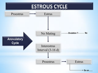 Feline reproduction and pregnancy | PPTX