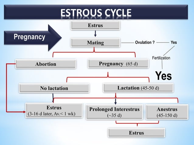 Feline reproduction and pregnancy | PPTX
