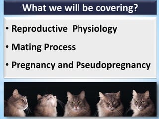 Feline reproduction and pregnancy | PPTX