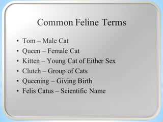 Feline reproduction and pregnancy | PPTX