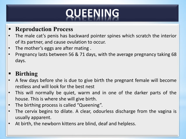 Feline reproduction and pregnancy | PPTX