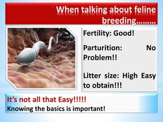 Feline reproduction and pregnancy | PPTX