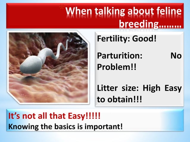 Feline reproduction and pregnancy | PPTX