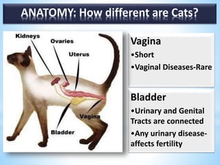 Feline Reproduction And Pregnancy Pptx