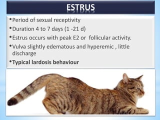 Sexual Reproduction In Cats