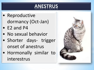 Sexual Reproduction In Cats