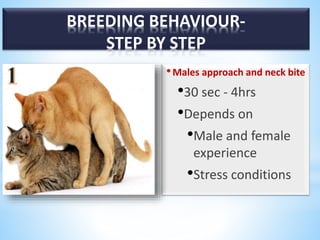 Pregnant Cat Dissection