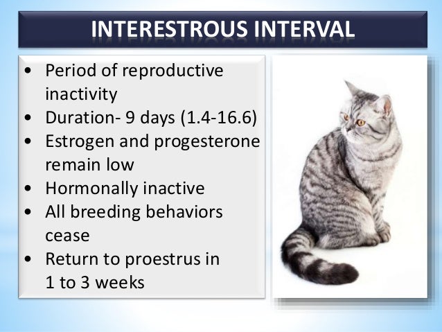 Feline reproduction and pregnancy