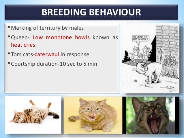 Feline reproduction and pregnancy