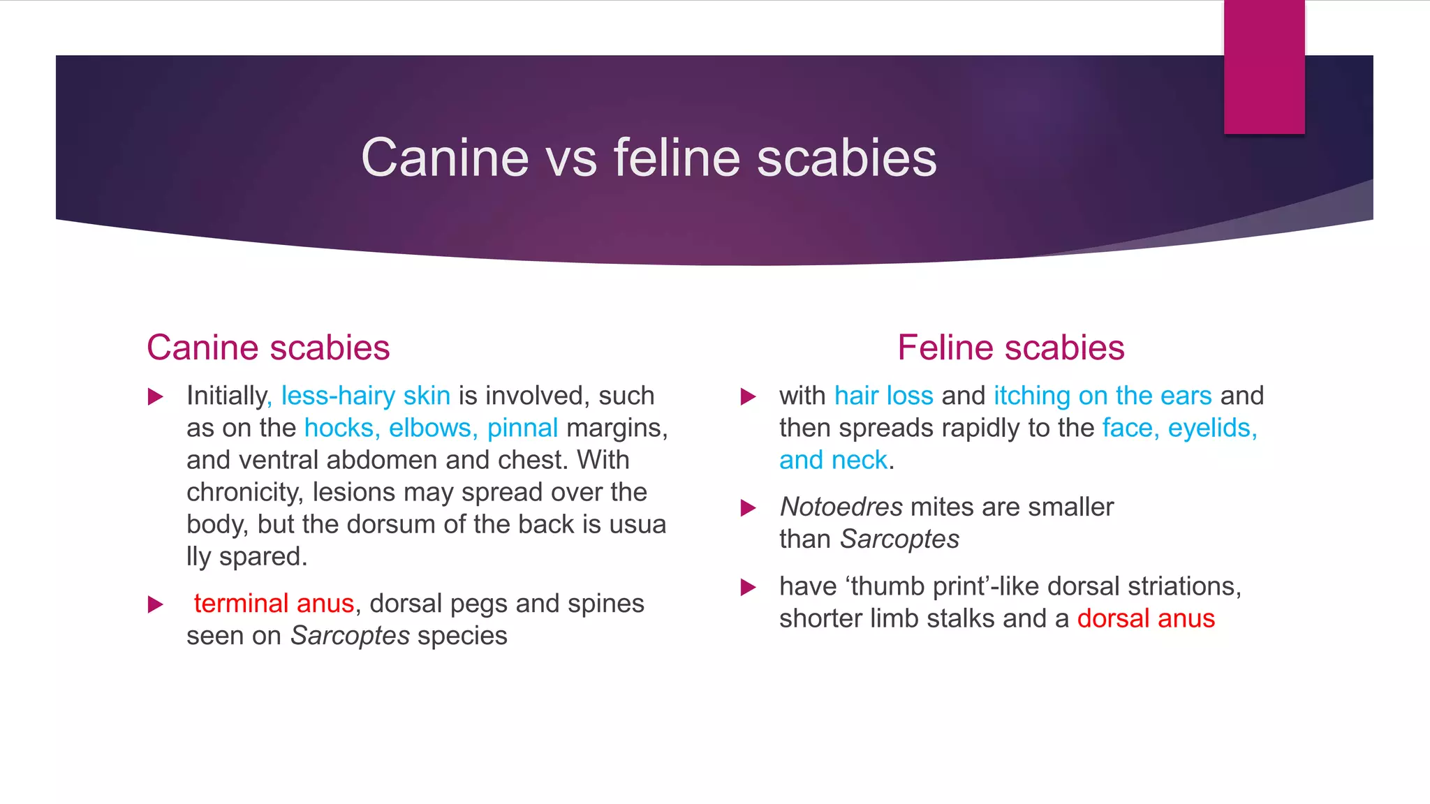 Feline scabies | PPTX