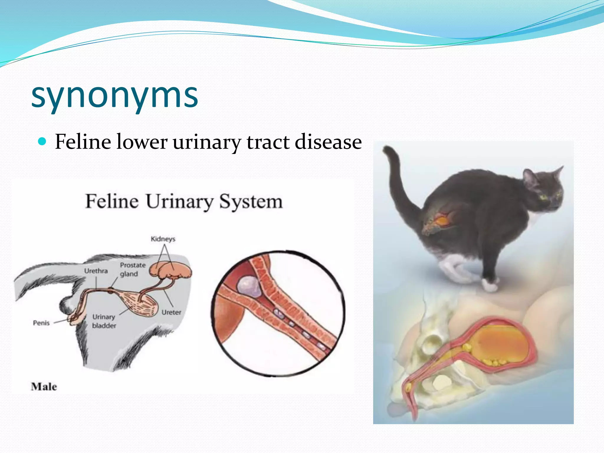 Feline urological syndrome 2018 | PDF