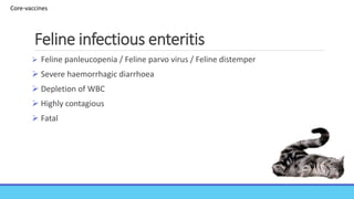 Feline vaccination | PPTX