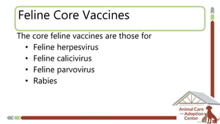 Feline Vaccine Training Presentation | PPTX