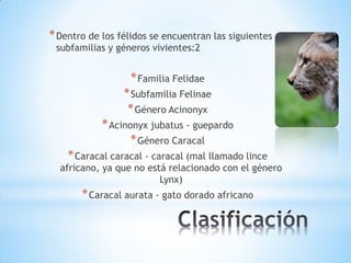 Felinos | PDF