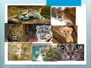 Felinos | PDF
