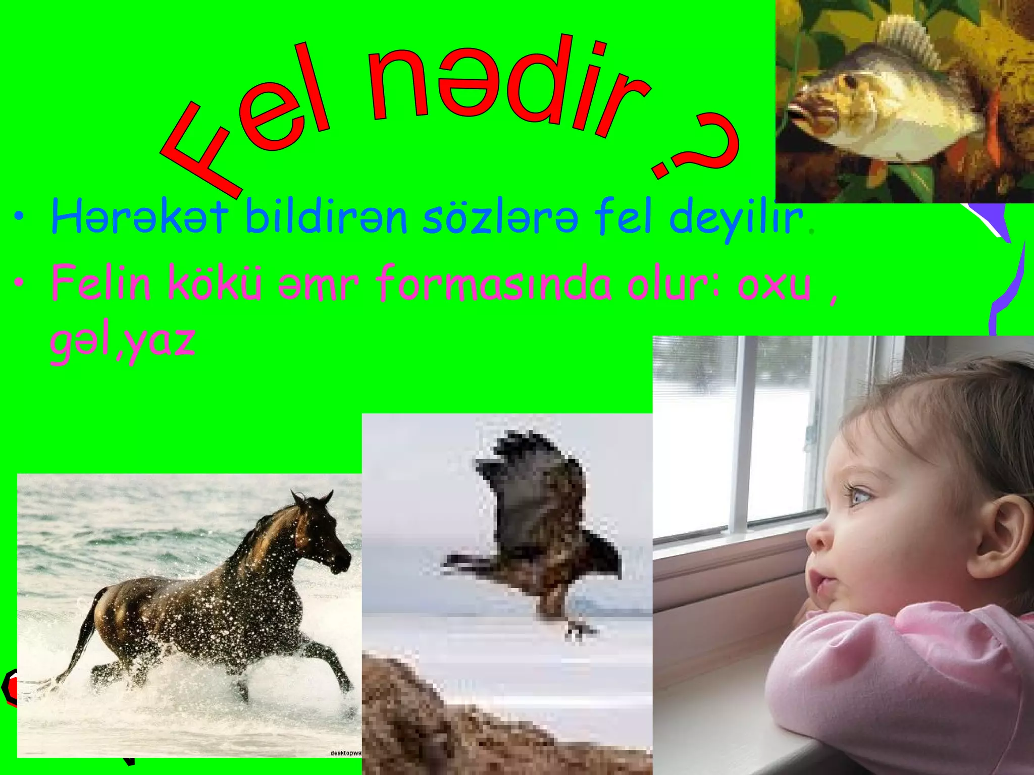 Felin qurulusca novleri | PPT
