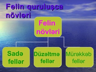 Felin qurulusca novleri | PPT