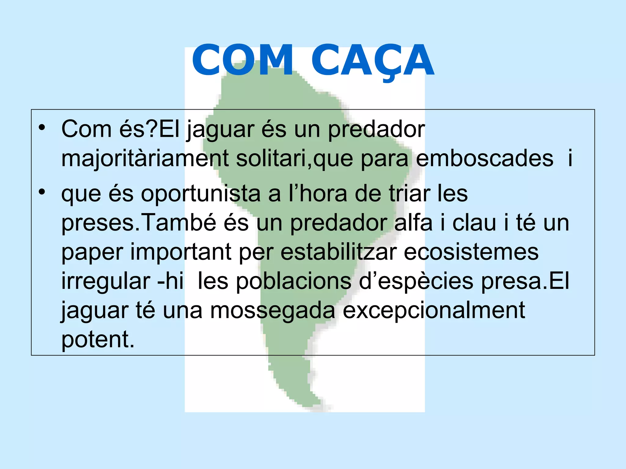 Felins america sud-j_aguar | PPT