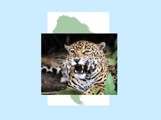 Felins america sud-j_aguar | PPT