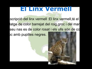 Felins a nord linx v | PPT