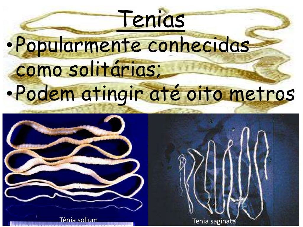 Tenia Solium E Saginata Diferença - RETOEDU