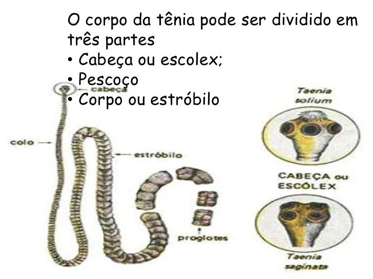 PLATELMINTOS (TÊNIA SOLIUM E SAGINATA)