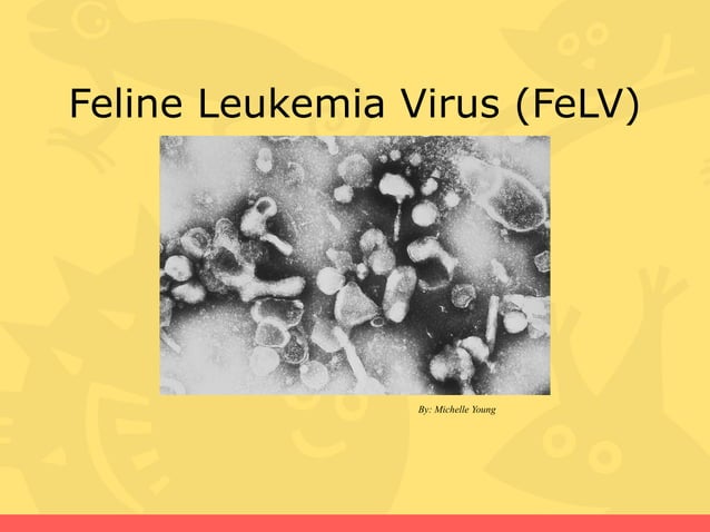 Feline Leukemia Virus (FeLV) | PPT | Infectious Diseases | Diseases and ...
