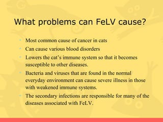 Feline Leukemia Virus (FeLV) | PPT