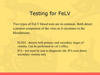 Feline Leukemia Virus (FeLV) | PPT