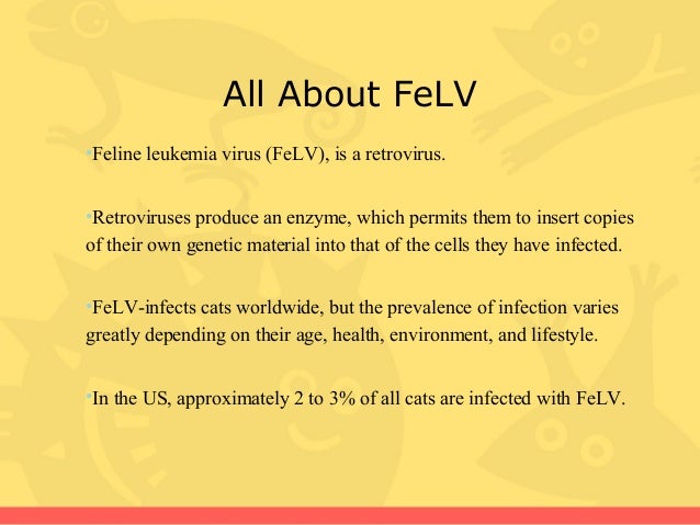 Feline Leukemia Virus (FeLV)