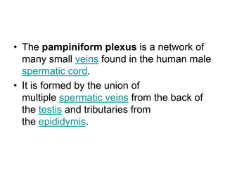 Ovary Pampiniform Plexus