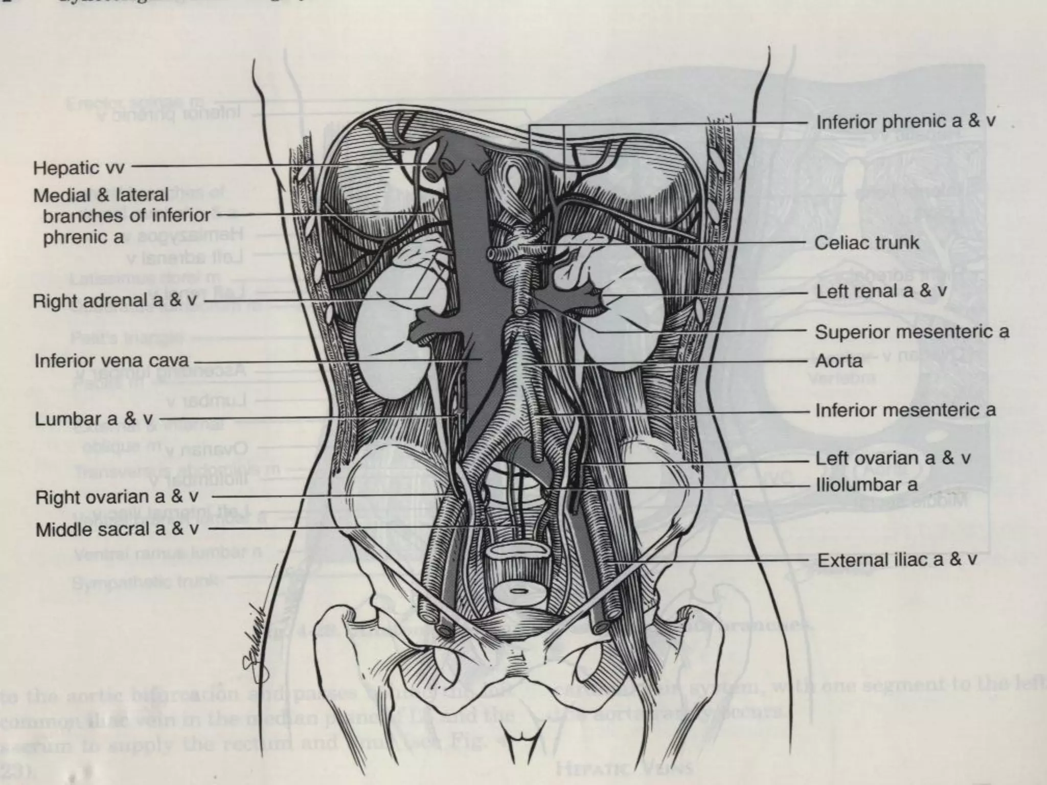 Female genital tract anatomy | PDF