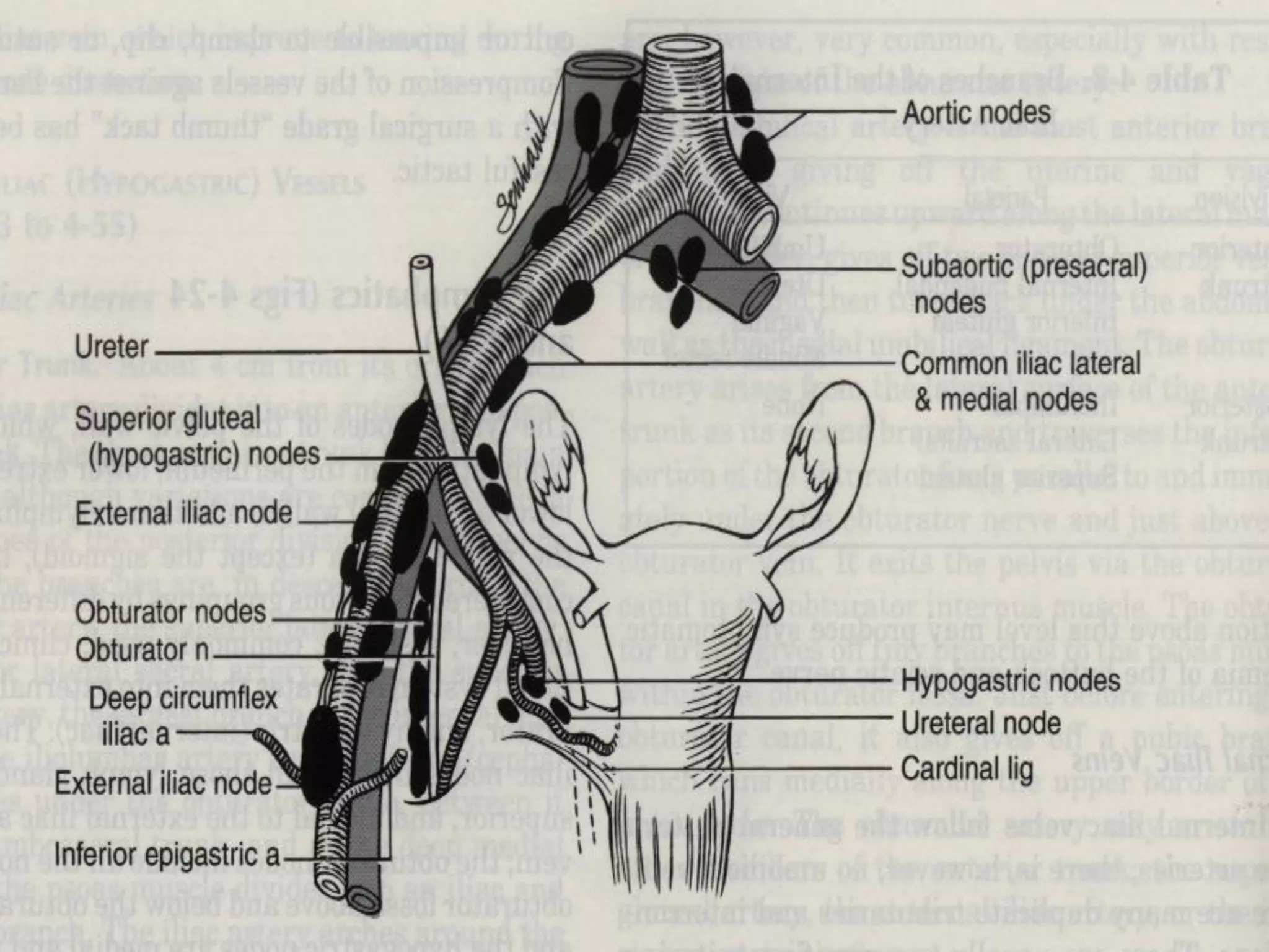 Female genital tract anatomy | PDF