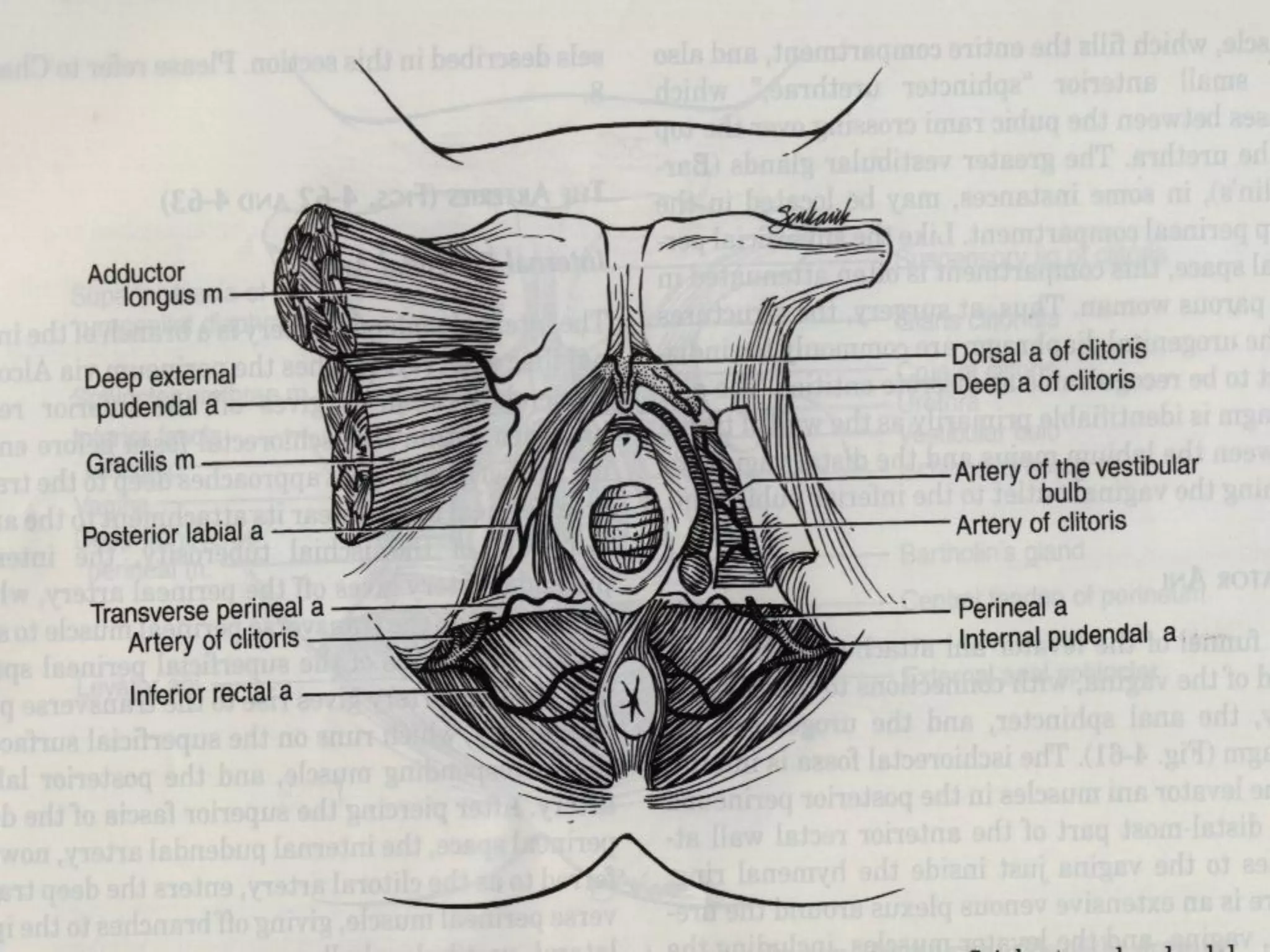 Female Genital Tract Anatomy Ppt