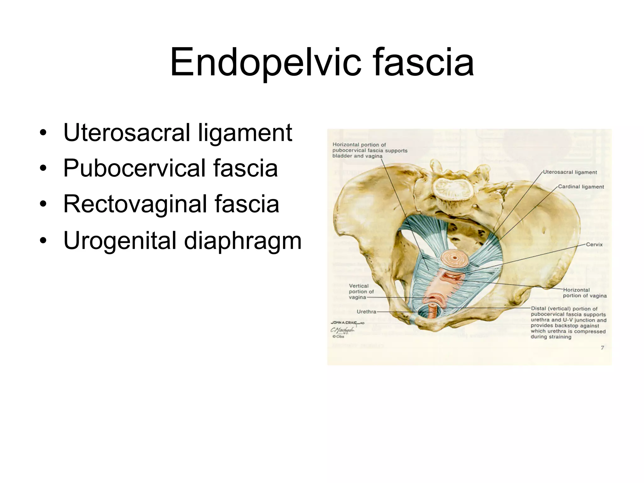 Female genital tract anatomy | PDF