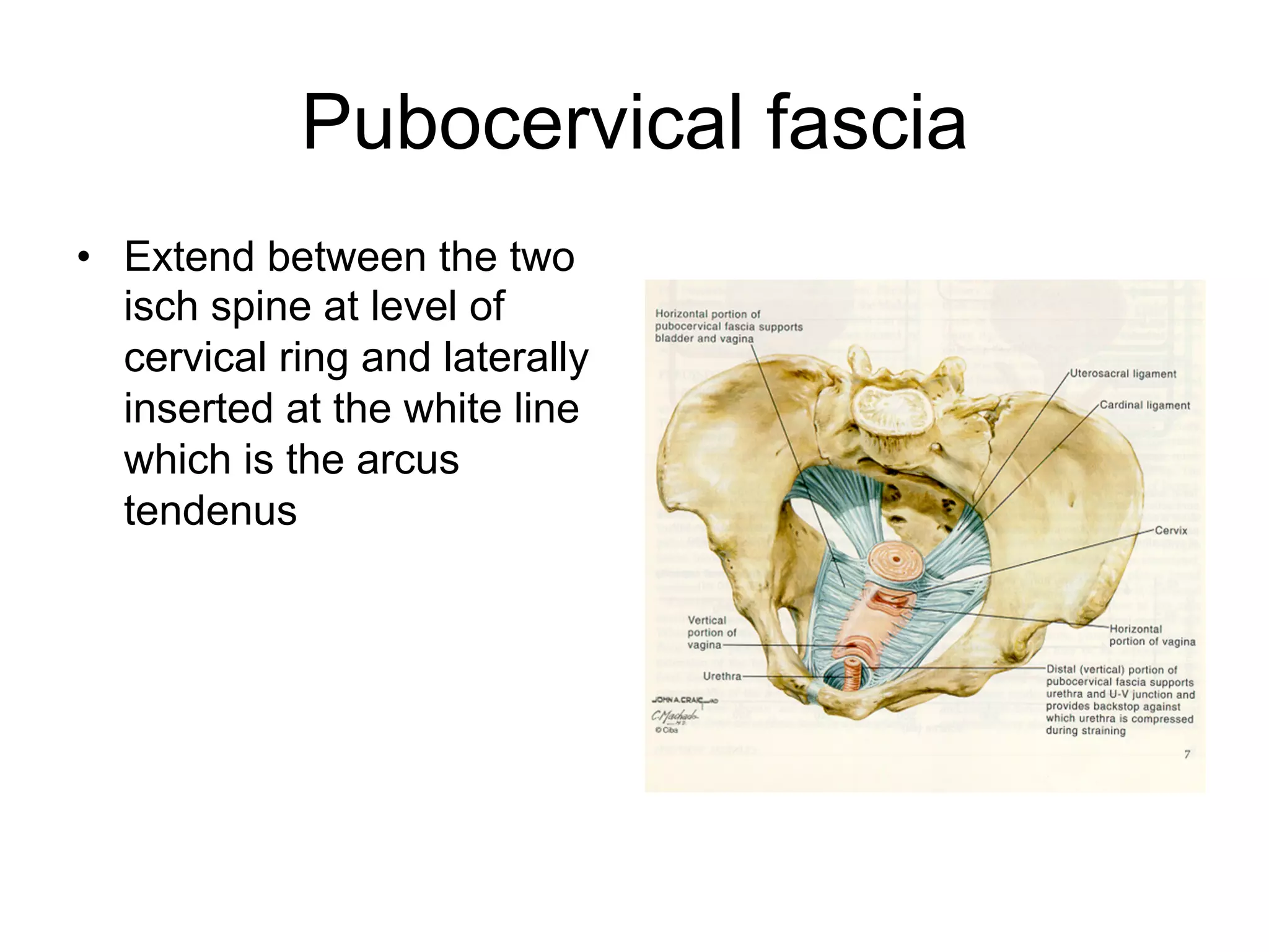 Female genital tract anatomy | PDF