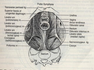 Female genital tract anatomy | PDF