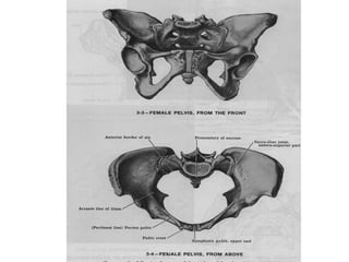 Female genital tract anatomy | PDF