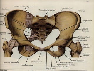 Female genital tract anatomy | PDF