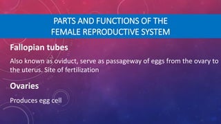 Female Reproductive System Lesson of Grade 9 in Biology | PPTX
