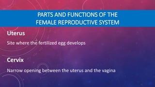 Female Reproductive System Lesson of Grade 9 in Biology | PPTX
